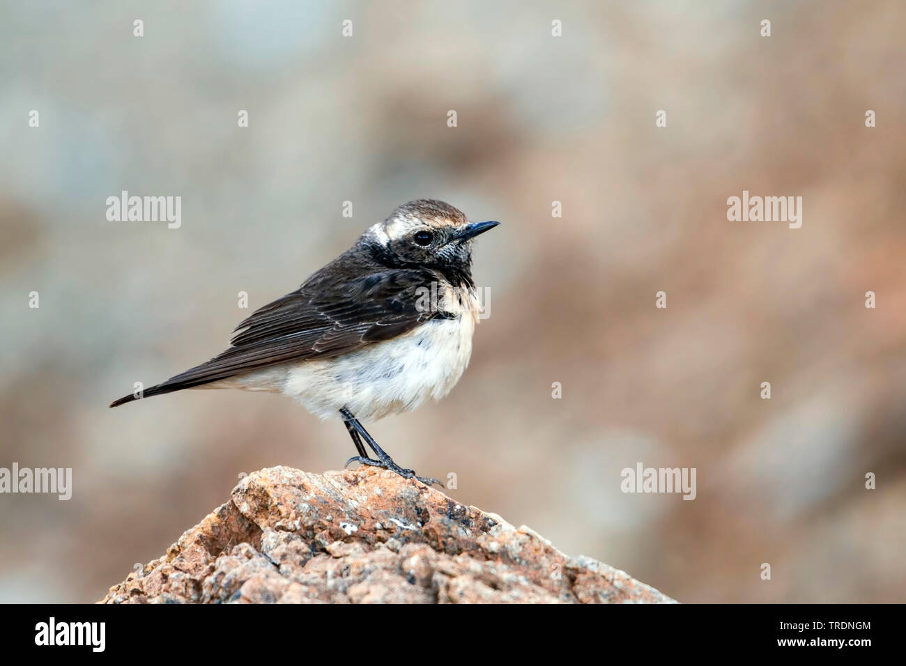cyprus wheatear (Oenanthe cypriaca), female, Cyprus Stock Photo - Alamy