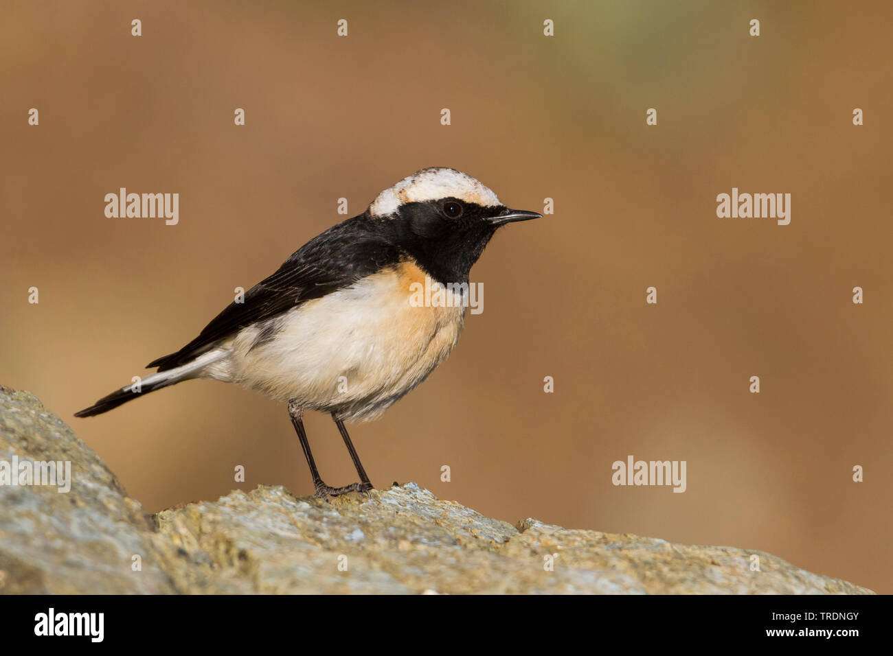cyprus wheatear (Oenanthe cypriaca), adult male on a rock, Cyprus Stock ...
