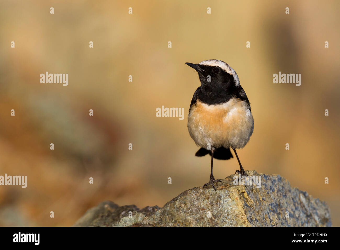 cyprus wheatear (Oenanthe cypriaca), adult male on a rock, Cyprus Stock ...