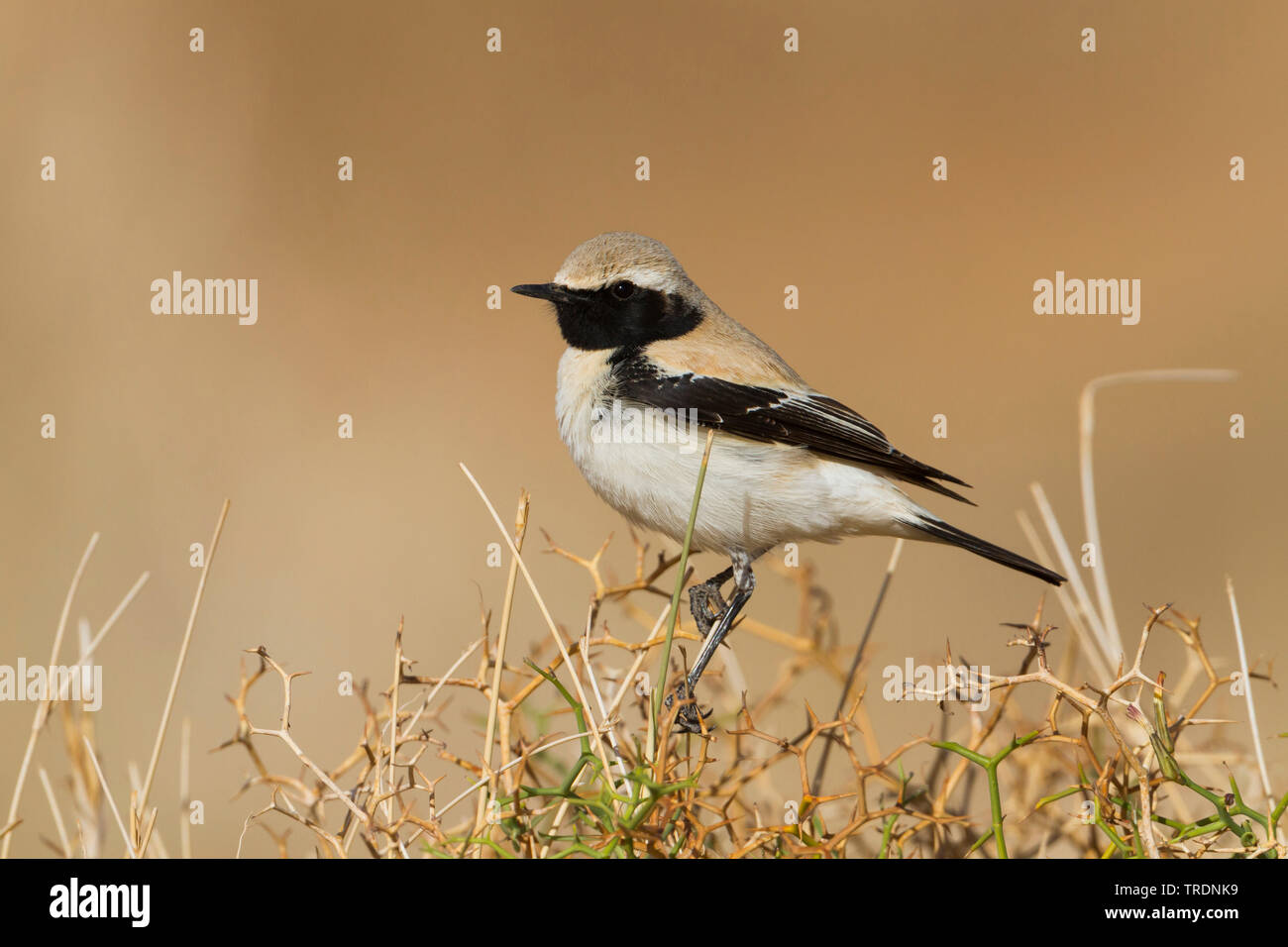Nord African desert wheatear (Oenanthe deserti homochroa, Oenanthe ...