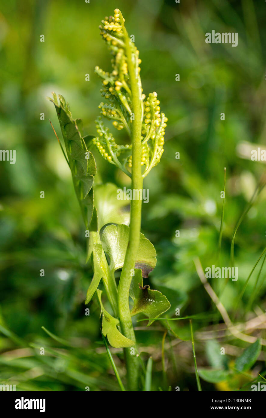 Moonwort grape-fern (Botrychium lunaria), Austria, Tyrol, Lechtaler ...