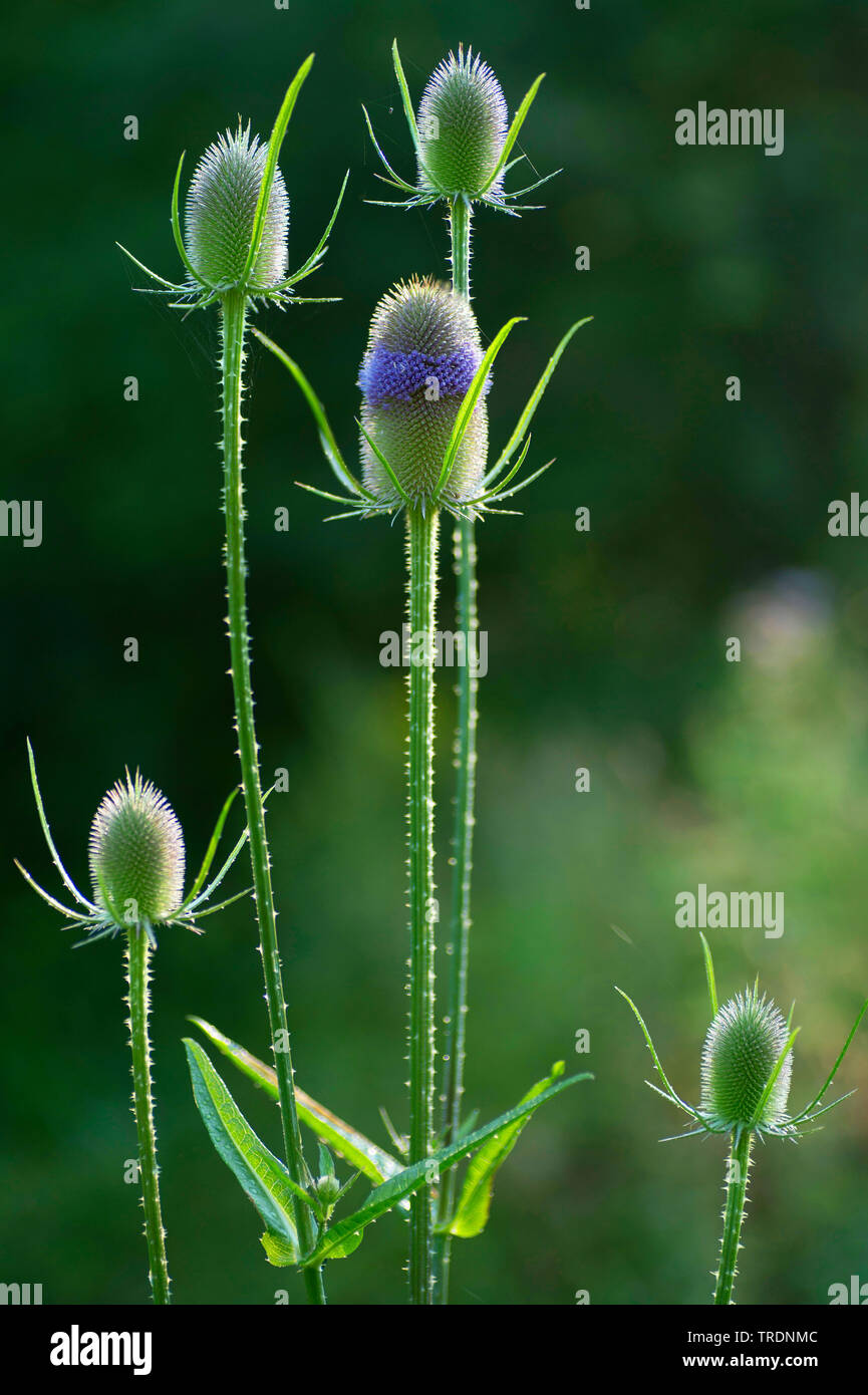 Wild teasel, Fuller's teasel, Common teasel, Common teazle (Dipsacus ...