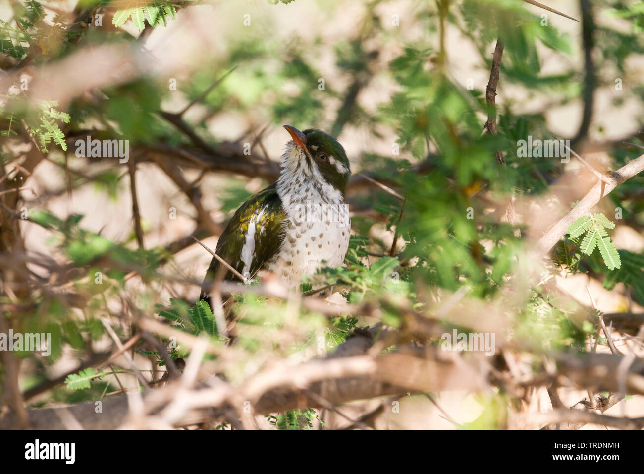 Didric cuckoo (Chrysococcyx caprius), in a bush, Oman Stock Photo - Alamy