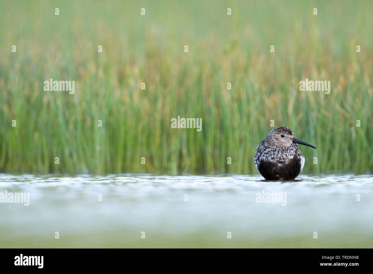 Dunlin in breeding plumage hi-res stock photography and images - Alamy