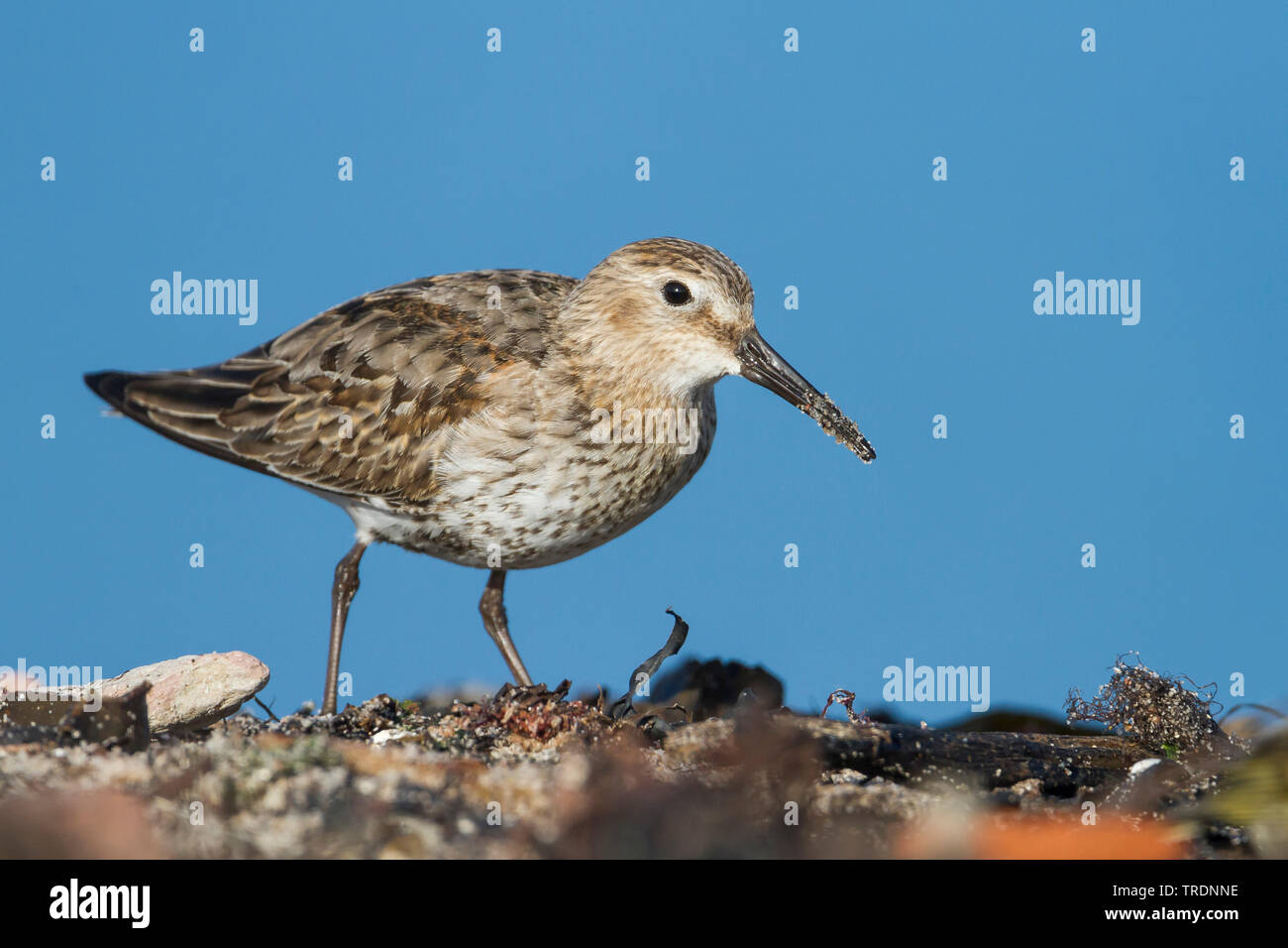 Dunlin on beach hi-res stock photography and images - Alamy