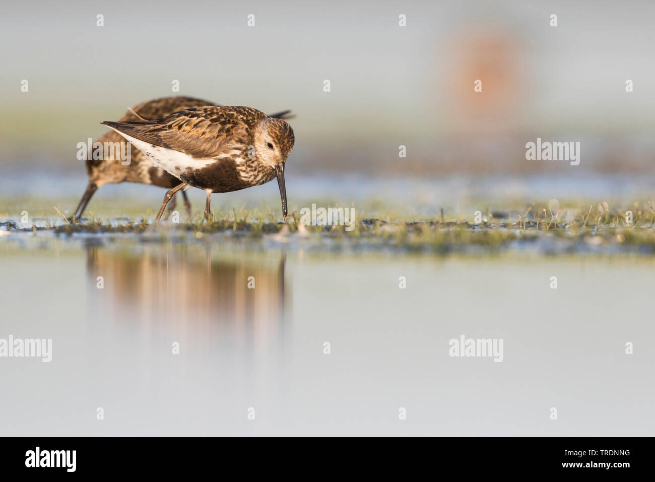 Dunlin in breeding plumage hi-res stock photography and images - Alamy