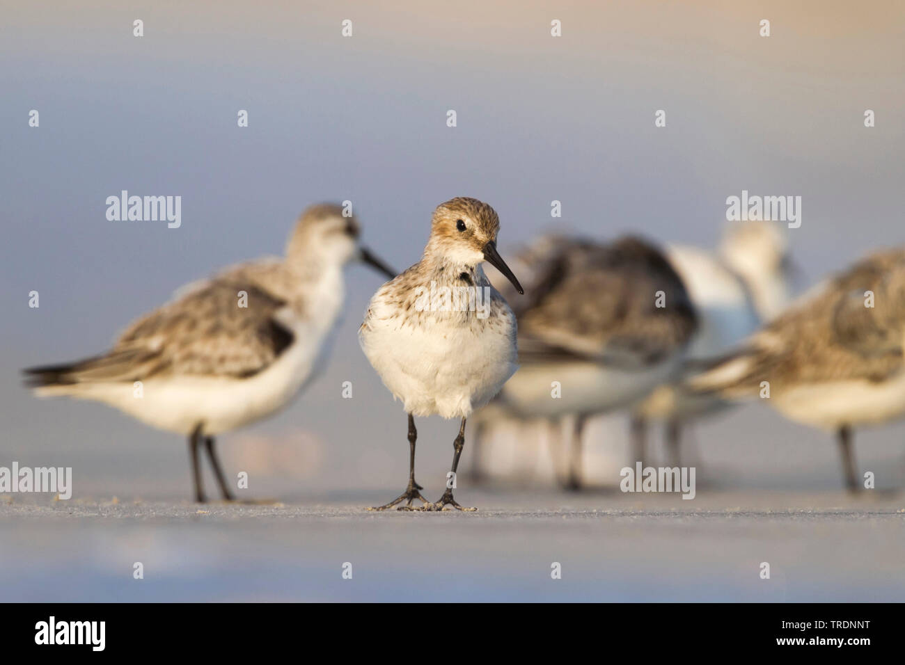 Dunlin and sanderling hi-res stock photography and images - Alamy