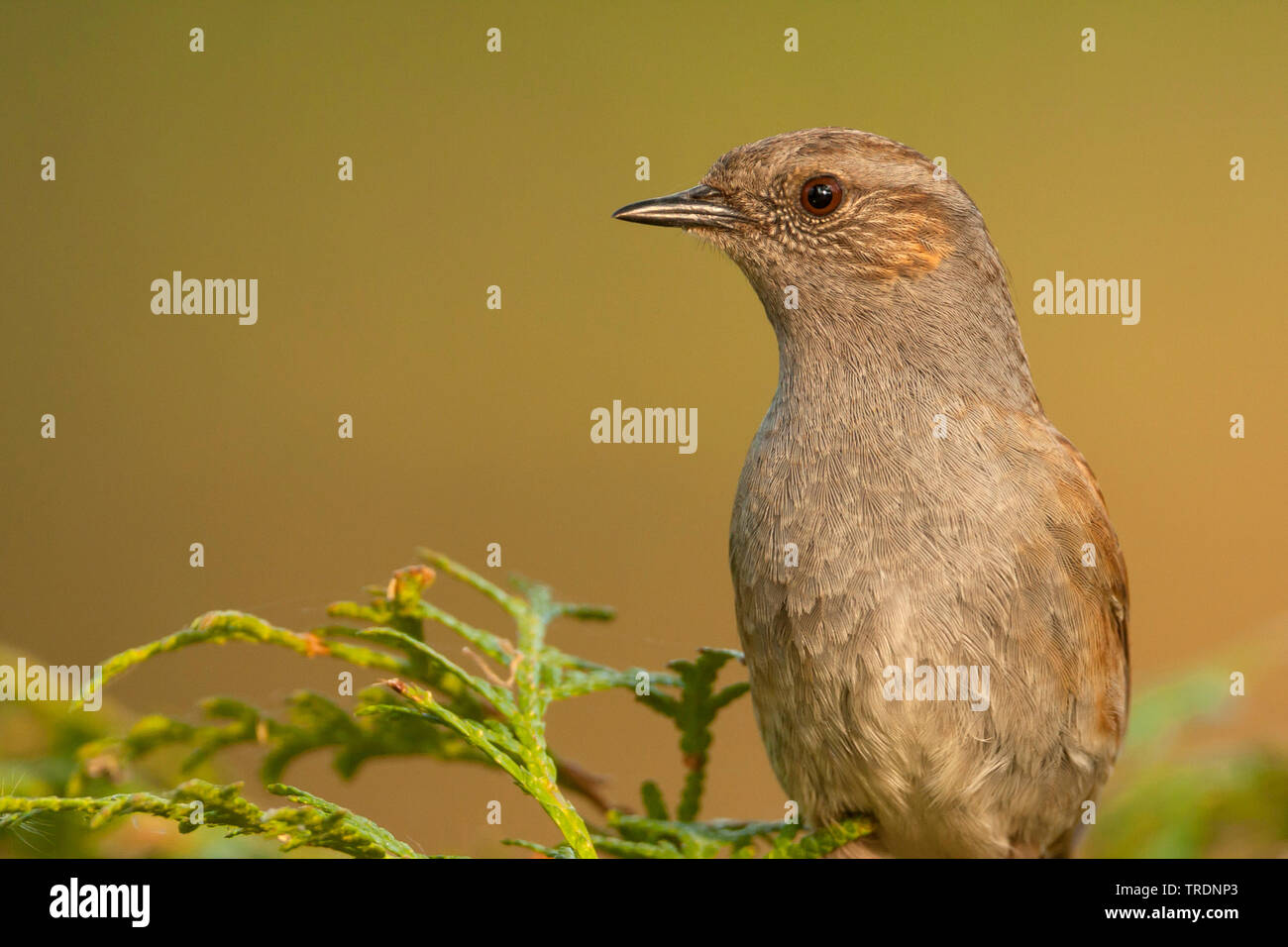 Portrait format dunnock hi-res stock photography and images - Alamy
