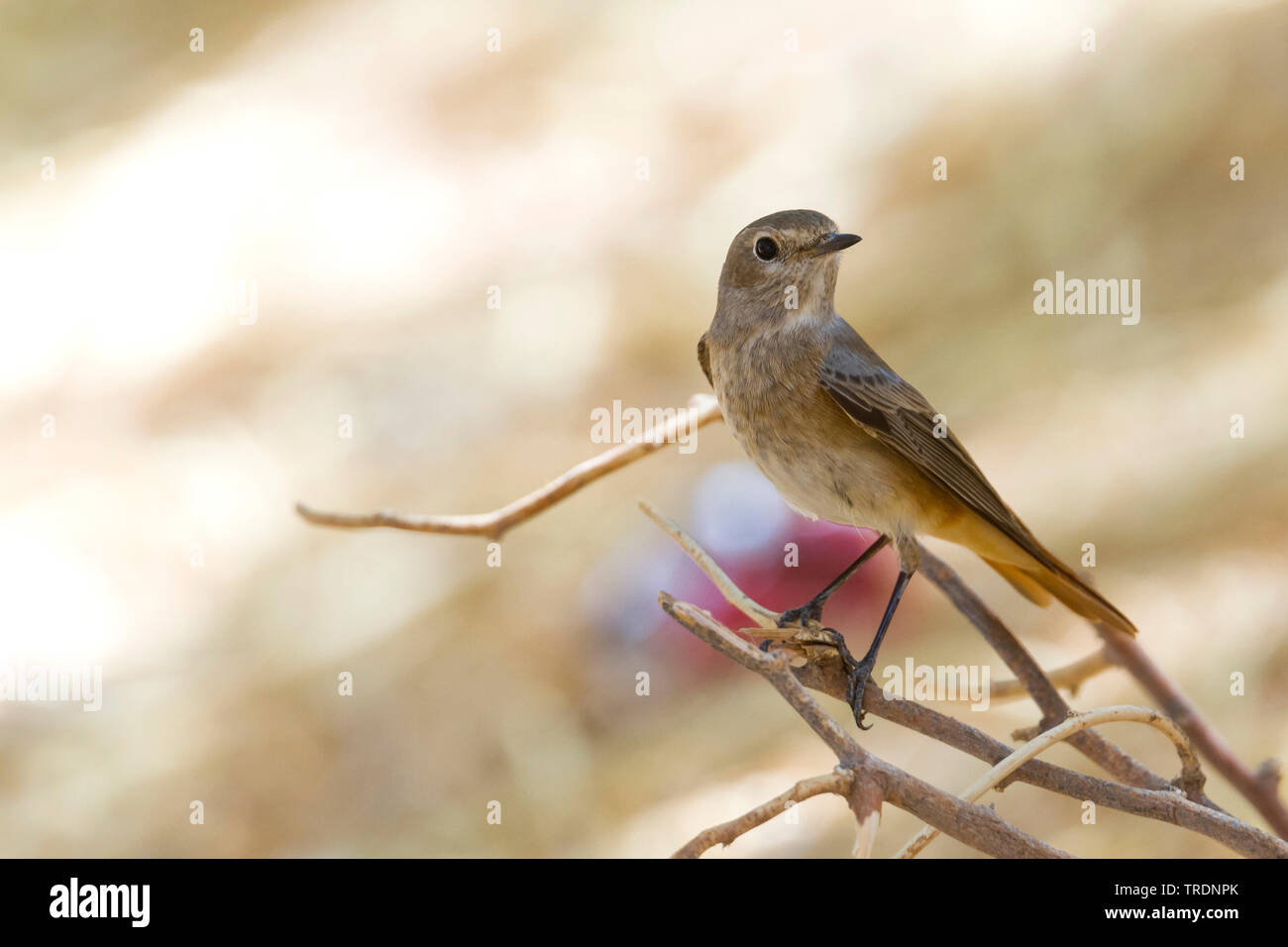 Eastern black redstart (Phoenicurus ochruros phoenicuroides, Phoenicurus phoenicuroides), female ...