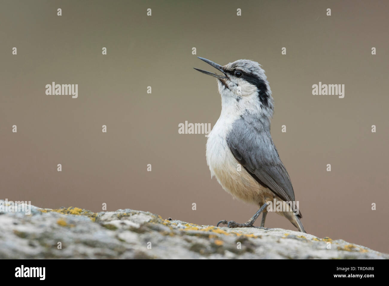 eastern rock nuthatch (Sitta tephronota, Sitta tephronota tephronota ...