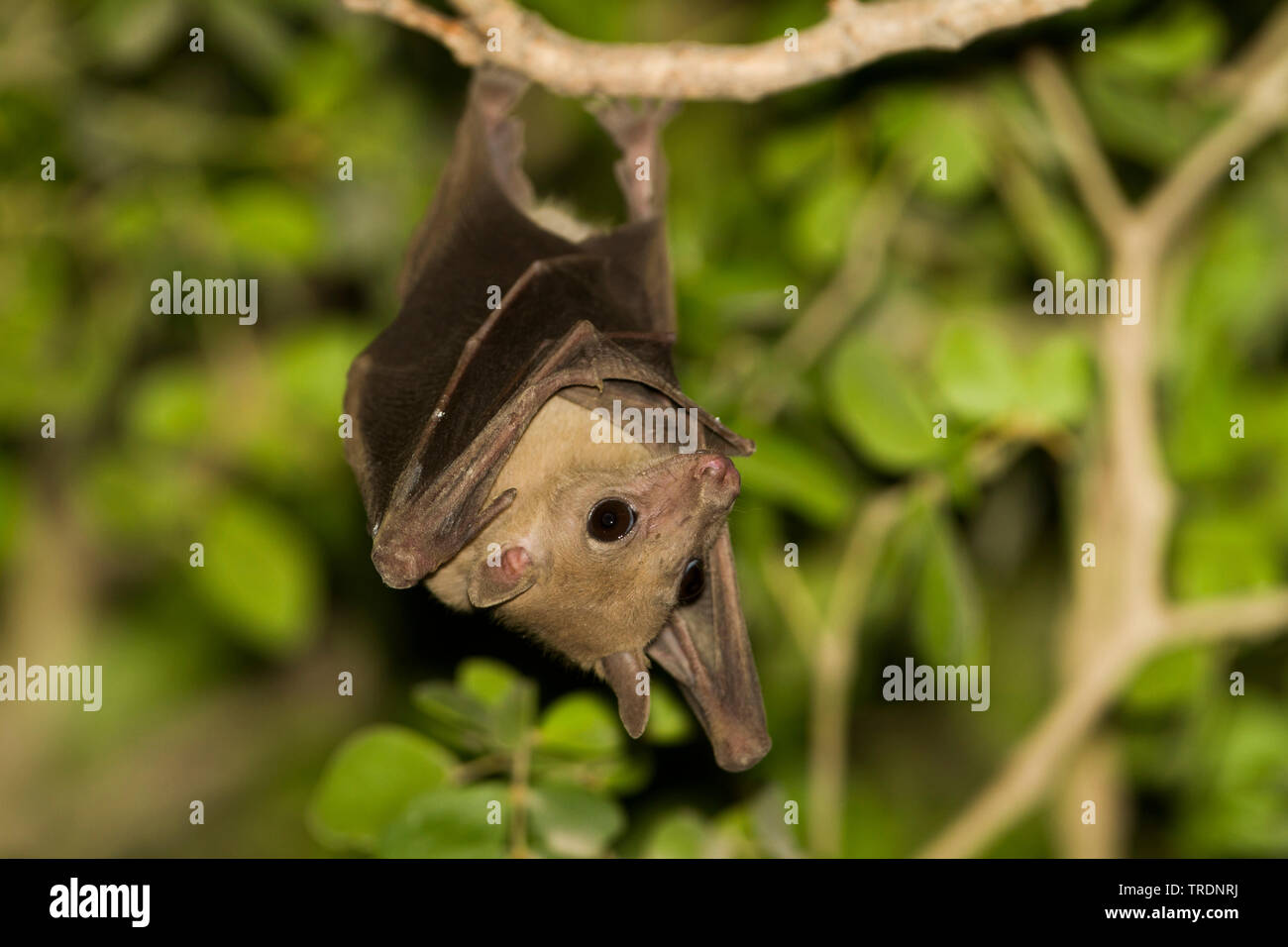 Egyptian Fruit Bat Flying Jayce Michael One Of The Egyptian Fruit