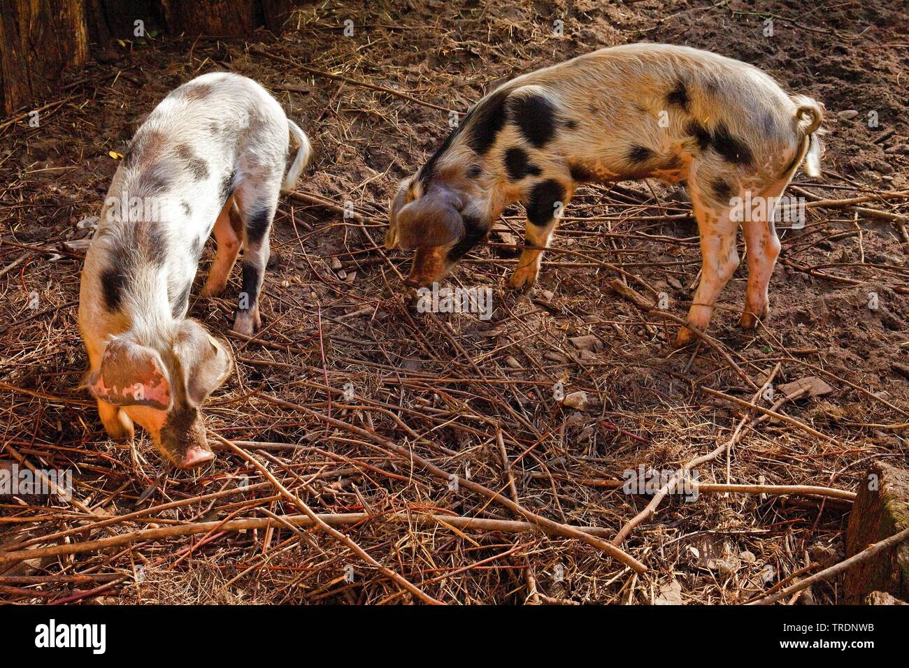 Pig medieval hi-res stock photography and images - Alamy