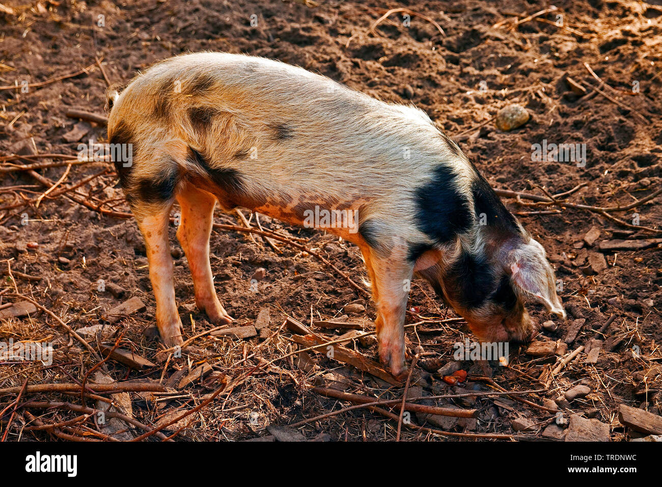 West german breed hi-res stock photography and images - Alamy