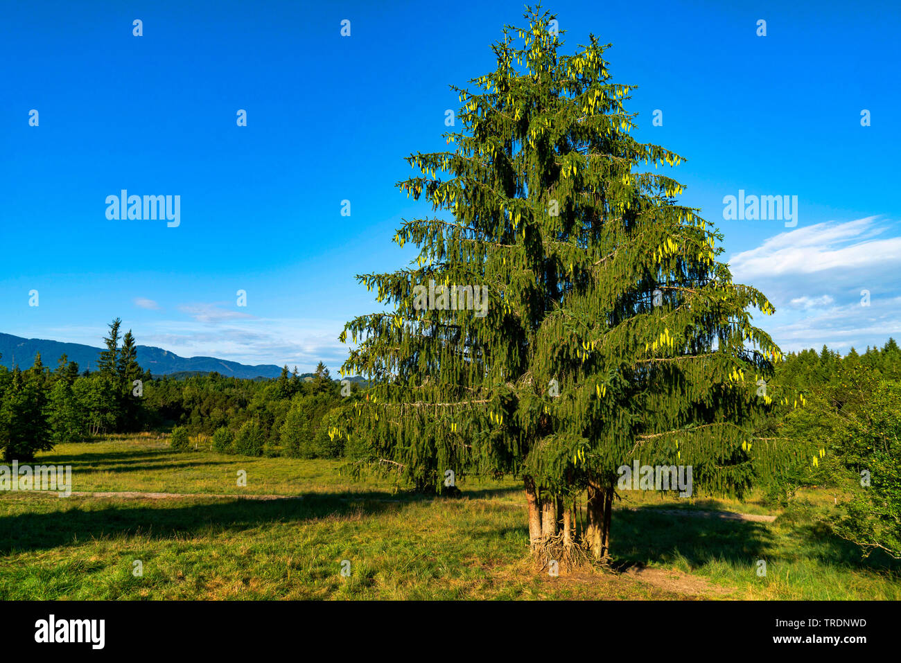 Norway spruce (Picea abies), spruces with cones, Germany, Bavaria ...
