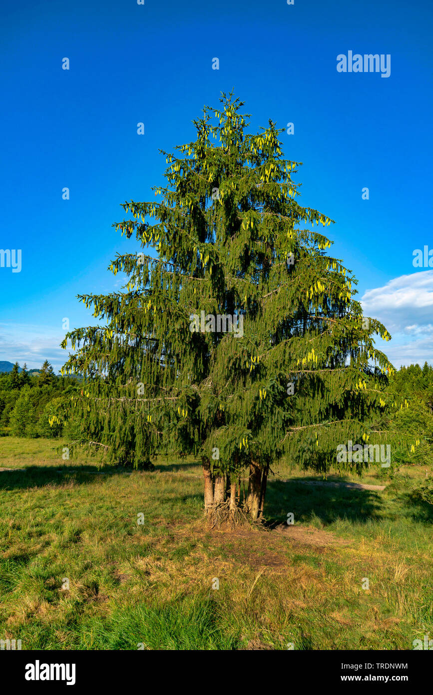Norway spruce (Picea abies), spruces with cones, Germany, Bavaria ...