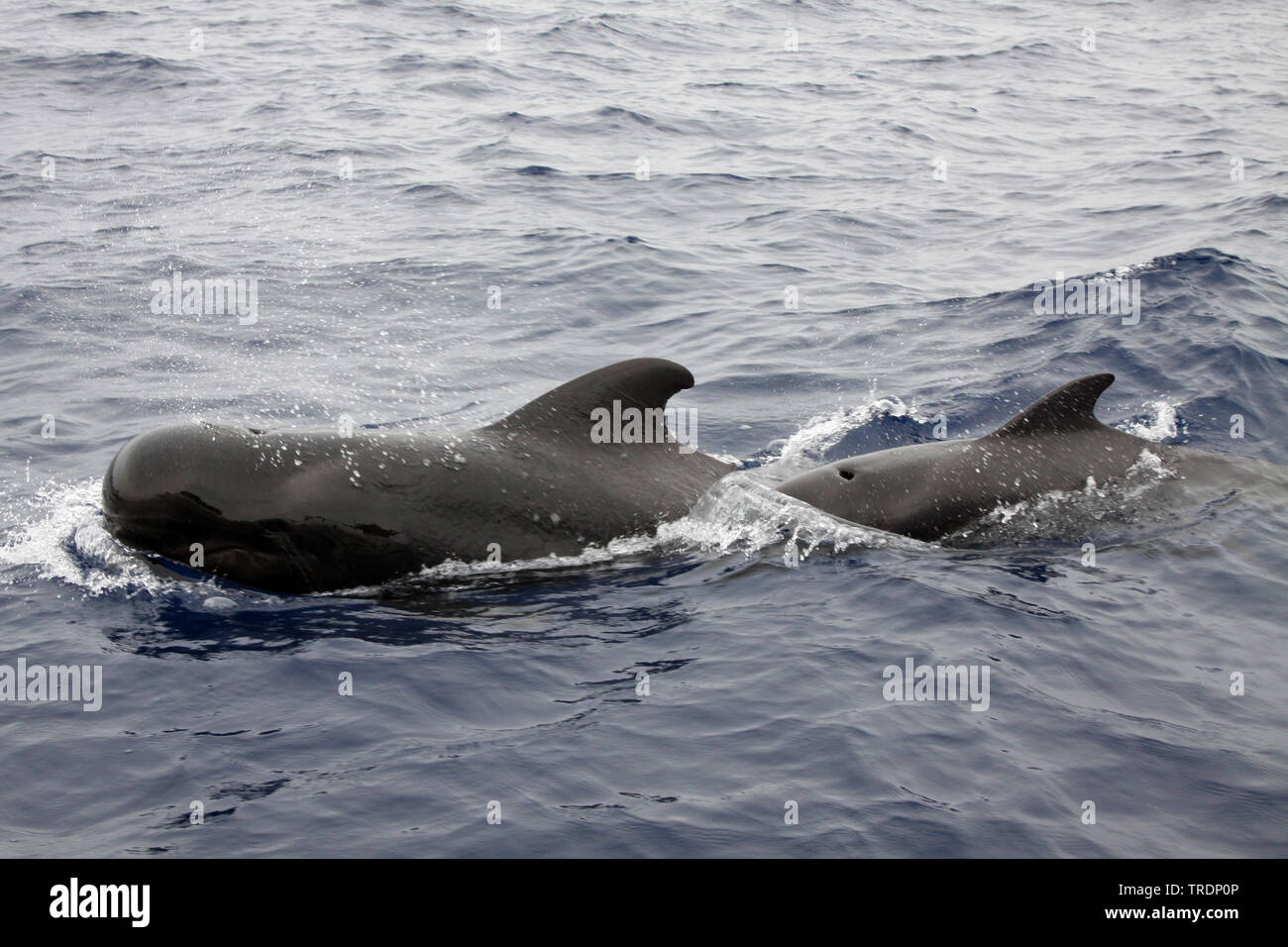 Blackfish globicephala melaena hi-res stock photography and images - Alamy