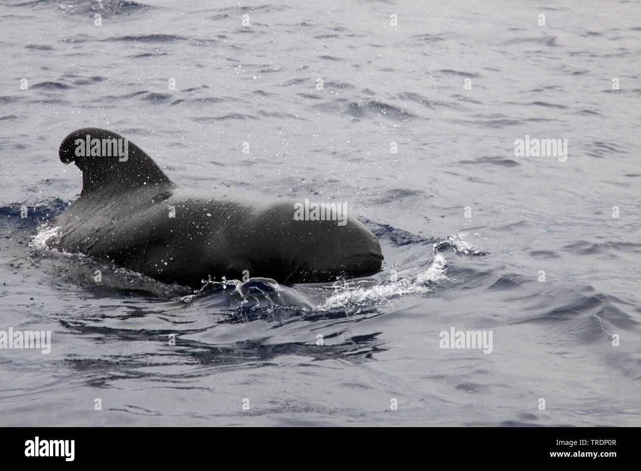 Pothead whales hi-res stock photography and images - Alamy