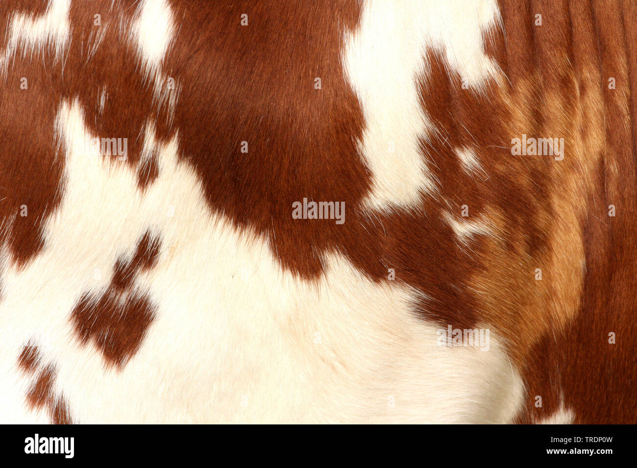German red pied cattle hi-res stock photography and images - Alamy