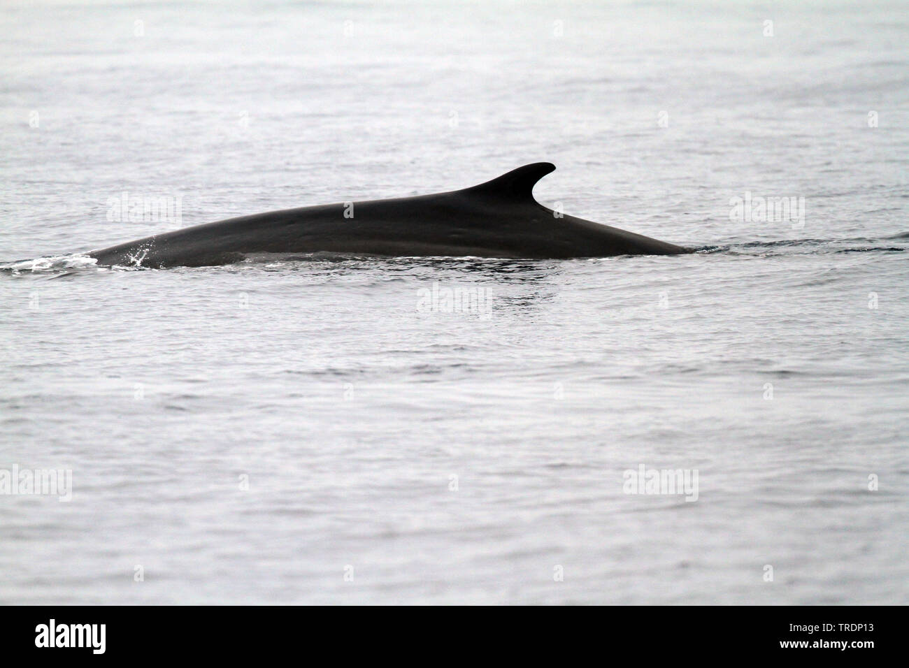 fin whale, common rorqual (Balaenoptera physalus), at the water surface ...