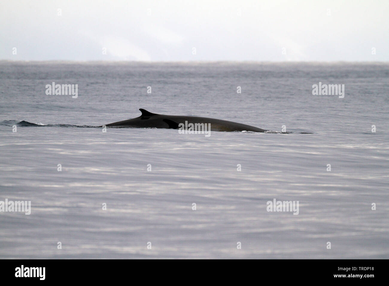 fin whale, common rorqual (Balaenoptera physalus), at the water surface ...
