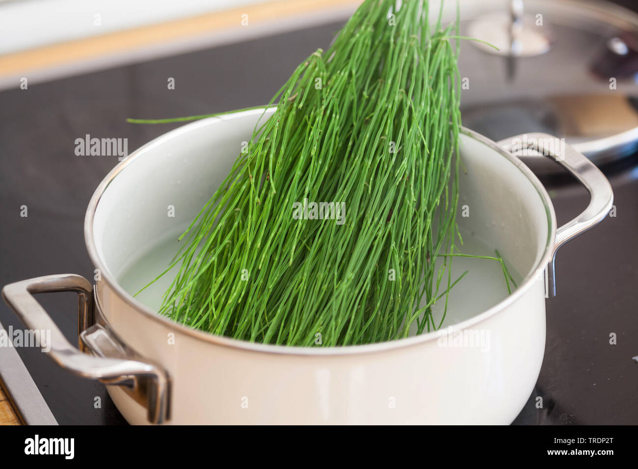 field horsetail (Equisetum arvense), tea made of field horsetail ...