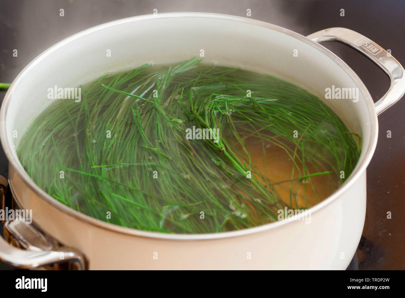 field horsetail (Equisetum arvense), tea made of field horsetail ...