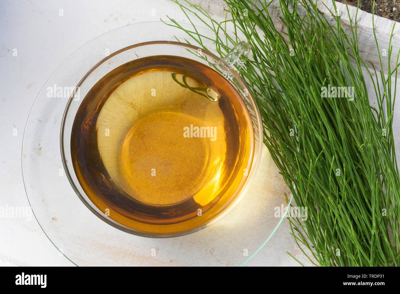 field horsetail (Equisetum arvense), tea made of field horsetail ...