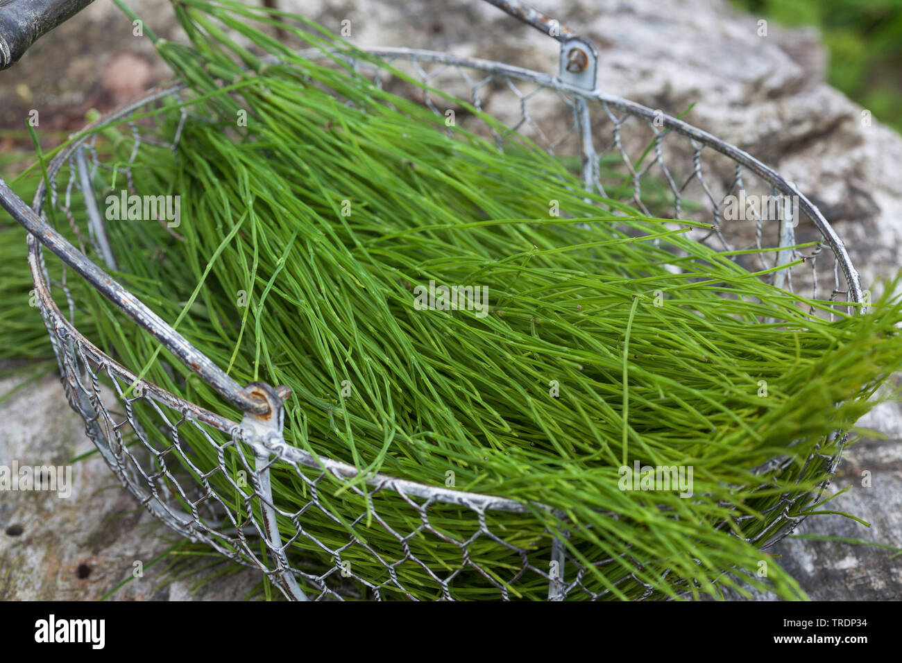 field horsetail (Equisetum arvense), tea made of field horsetail ...