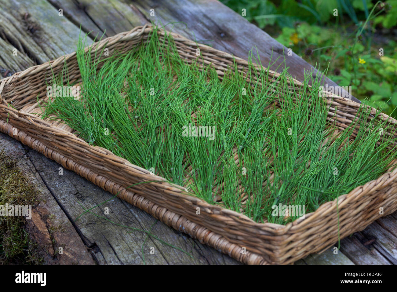 field horsetail (Equisetum arvense), tea made of field horsetail ...