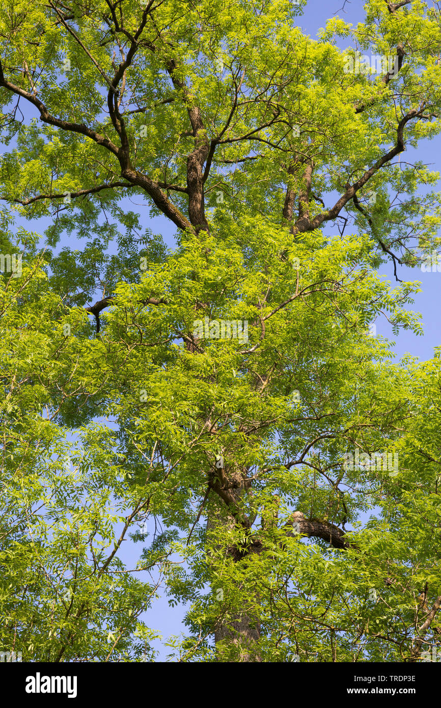 common ash, European ash (Fraxinus excelsior), leaf shooting, Germany ...