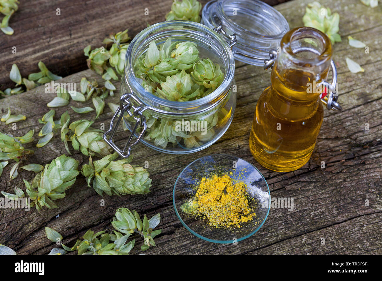common hop (Humulus lupulus), production of hop oil, Germany Stock ...