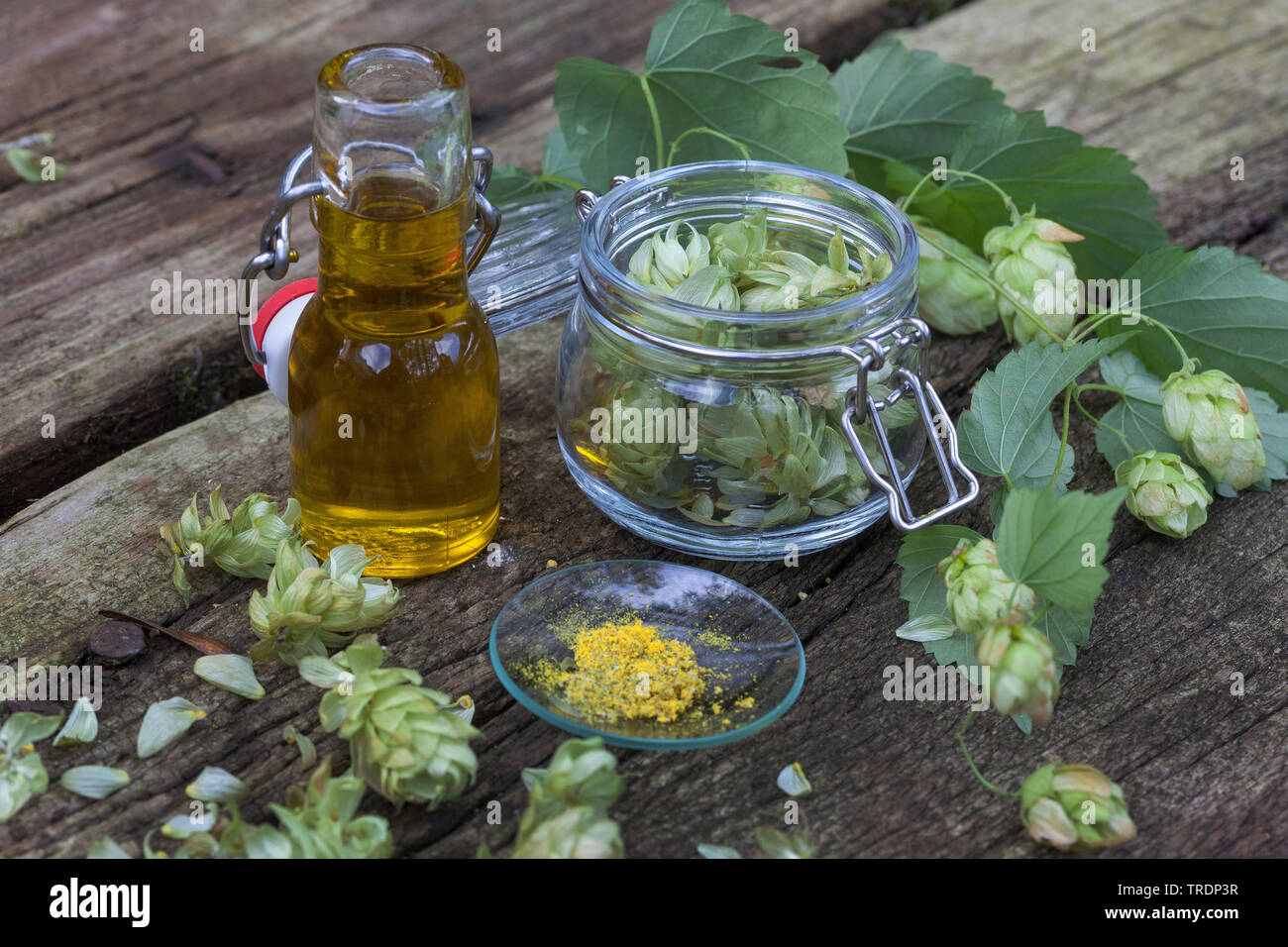common hop (Humulus lupulus), production of hop oil, Germany Stock ...