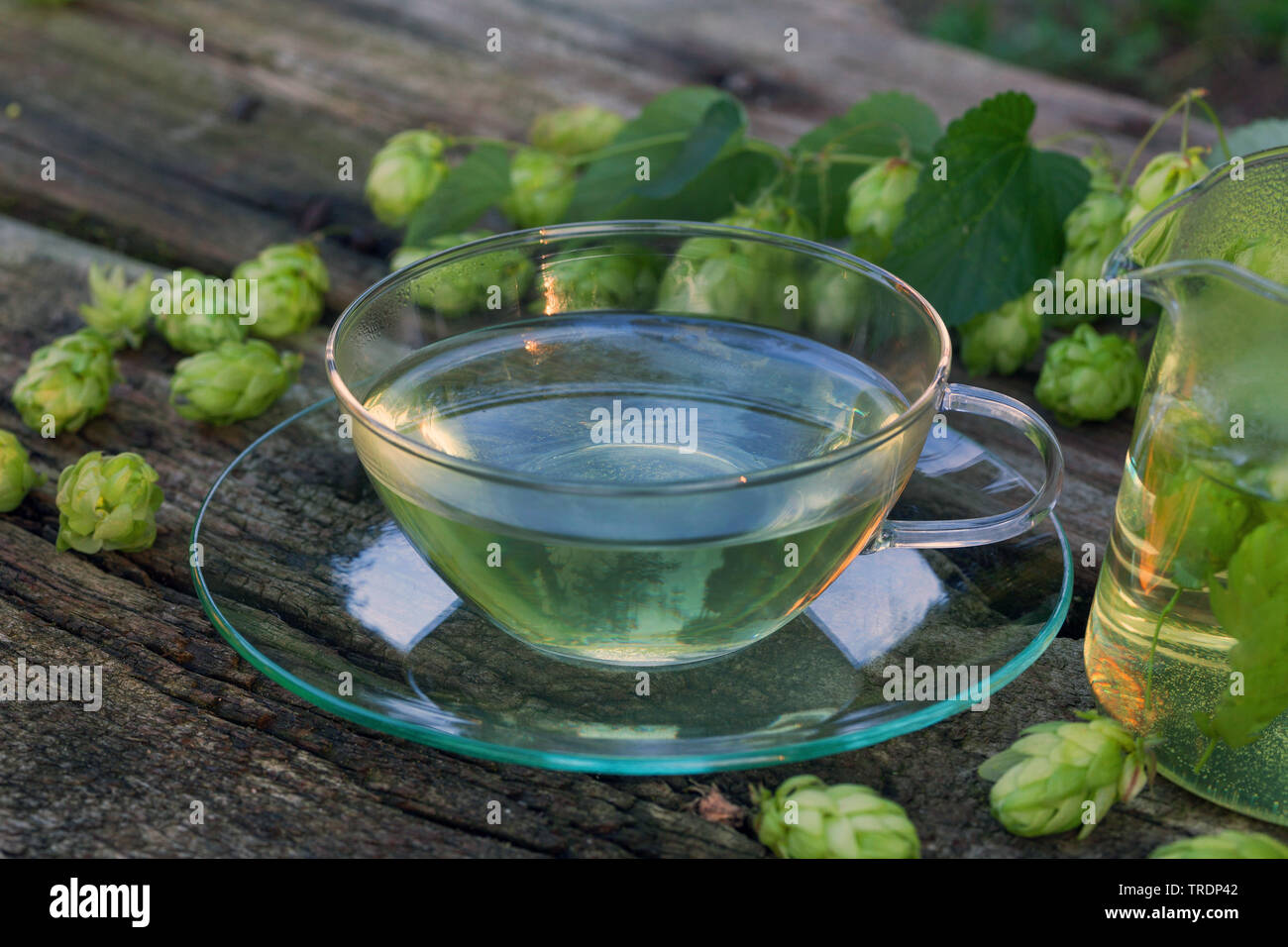 common hop (Humulus lupulus), tea made of hop cones, Germany Stock ...