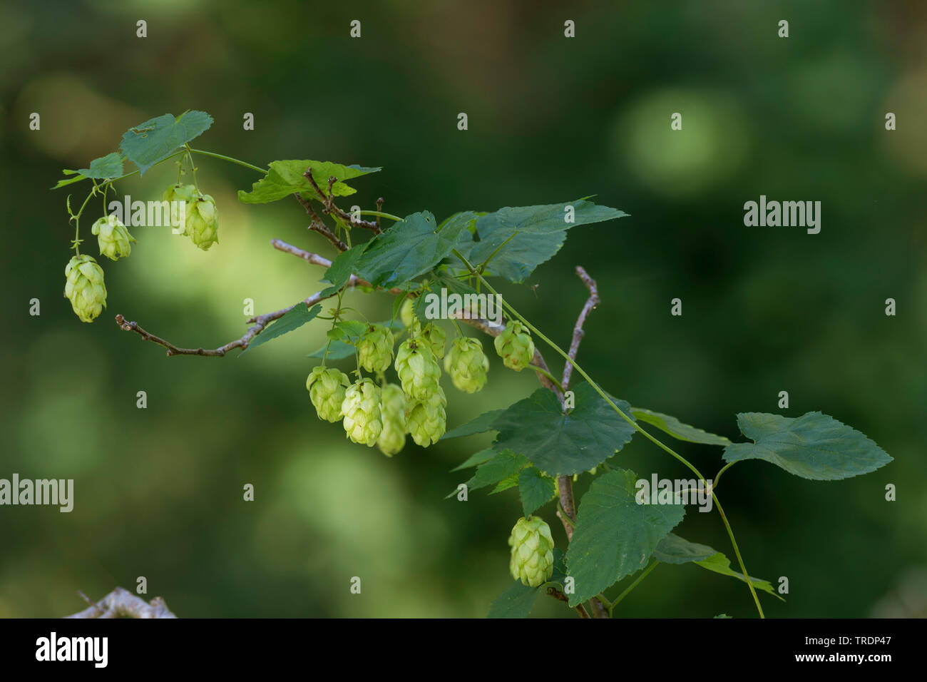 common hop (Humulus lupulus), branch with fruits, Germany Stock Photo ...
