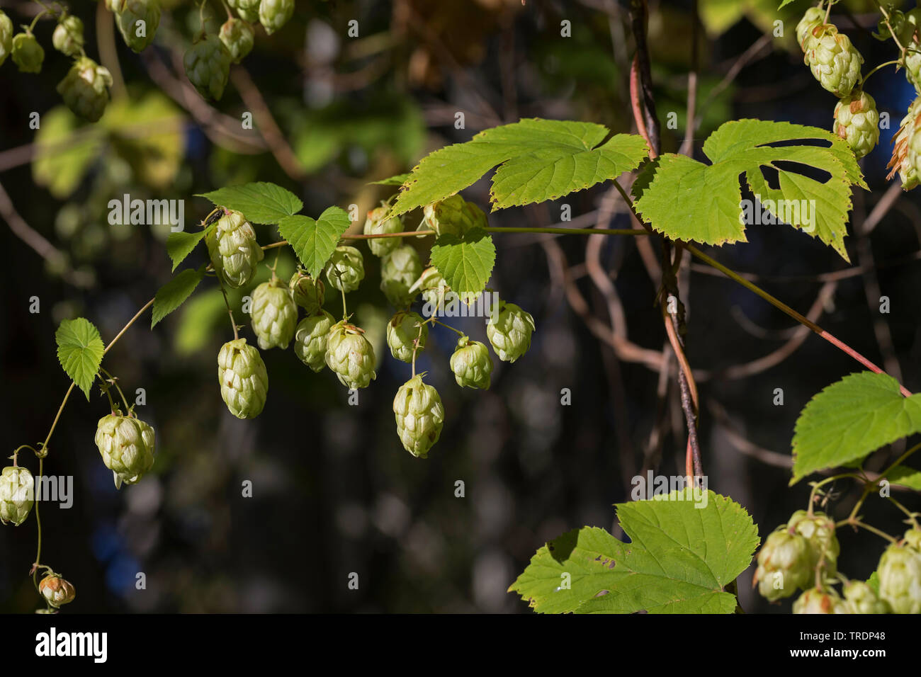 common hop (Humulus lupulus), branch with fruits, Germany Stock Photo ...