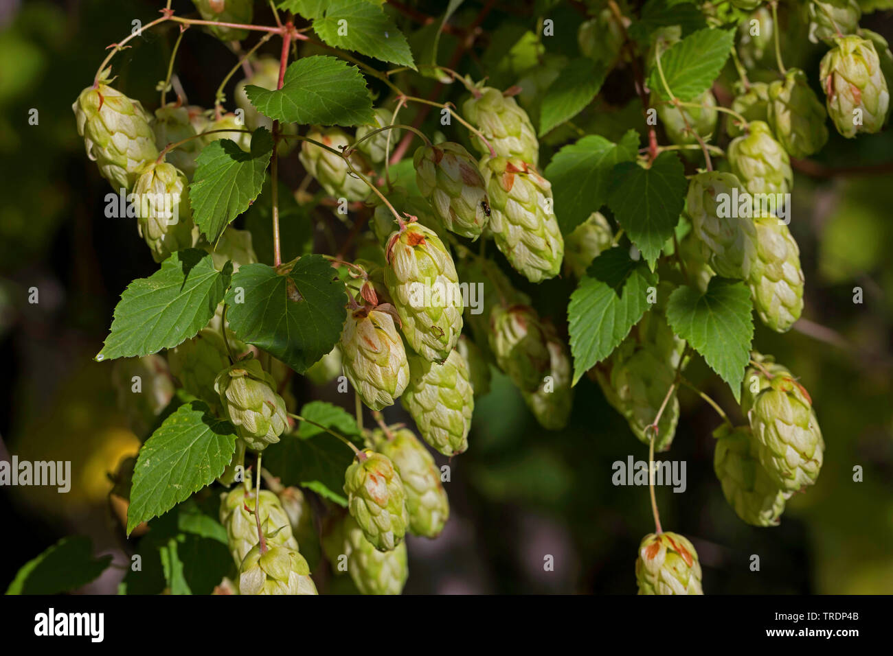 common hop (Humulus lupulus), branch with fruits, Germany Stock Photo ...