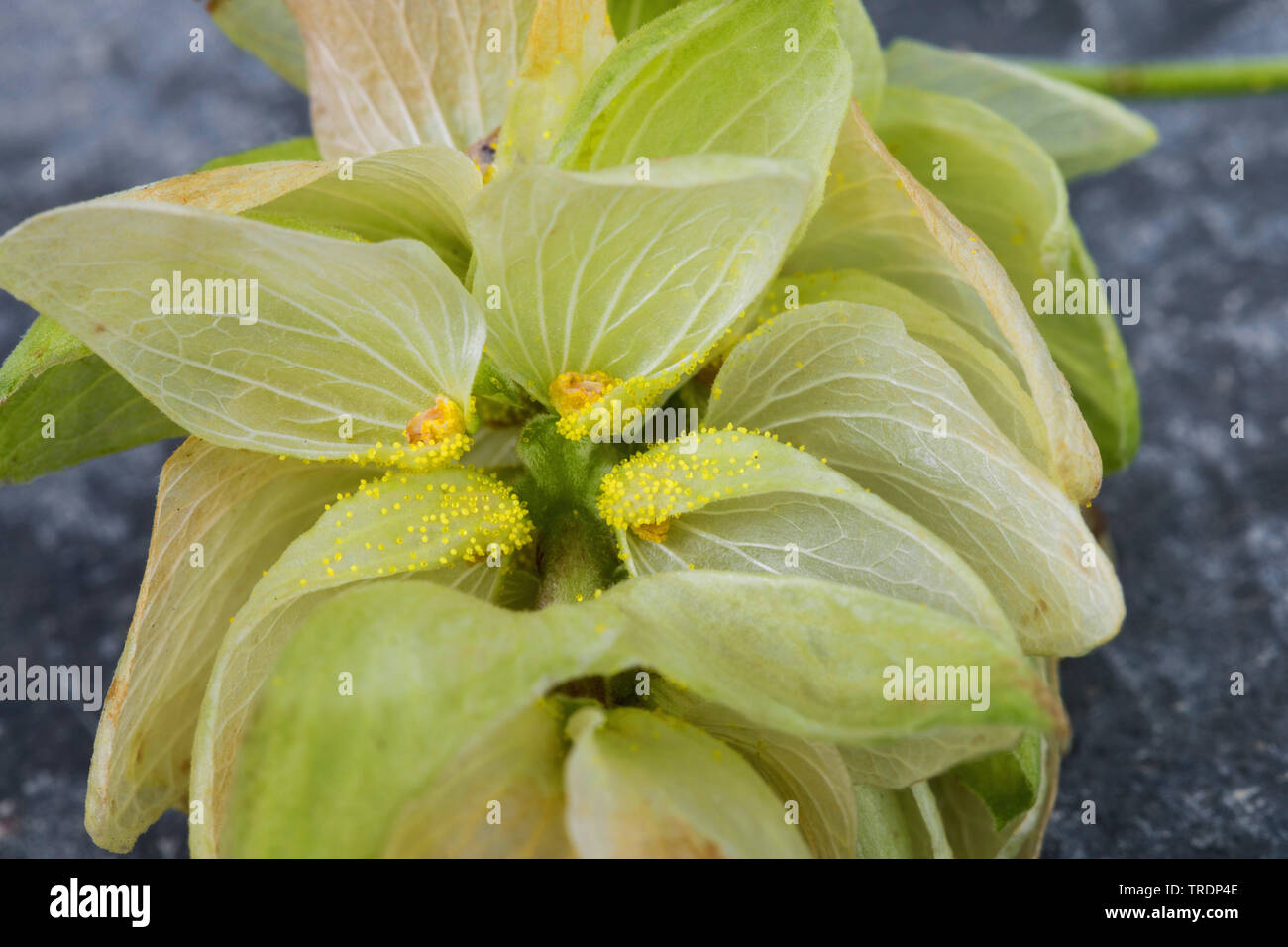 common hop (Humulus lupulus), hop glands, Germany Stock Photo - Alamy