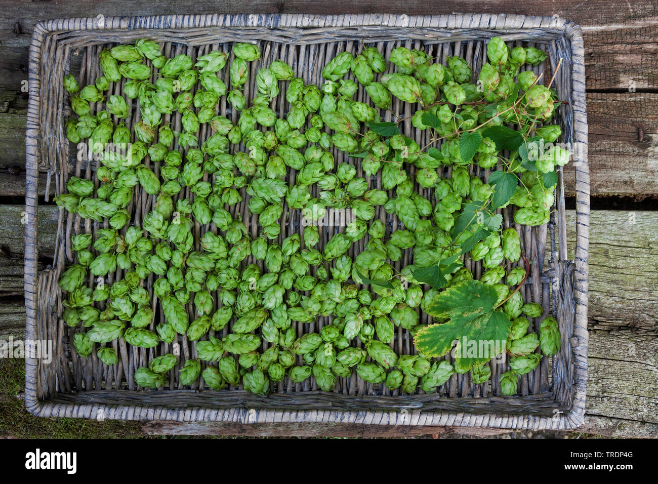 common hop (Humulus lupulus), collected hop fruits are dreid, Germany ...