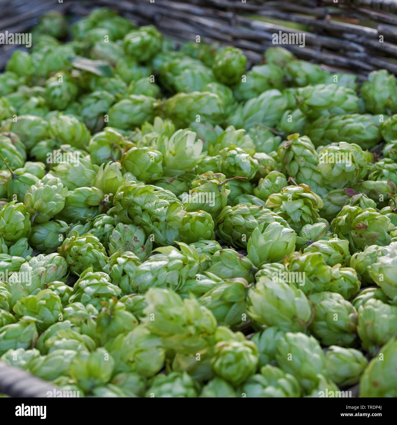 common hop (Humulus lupulus), collected hop fruits are dreid, Germany ...