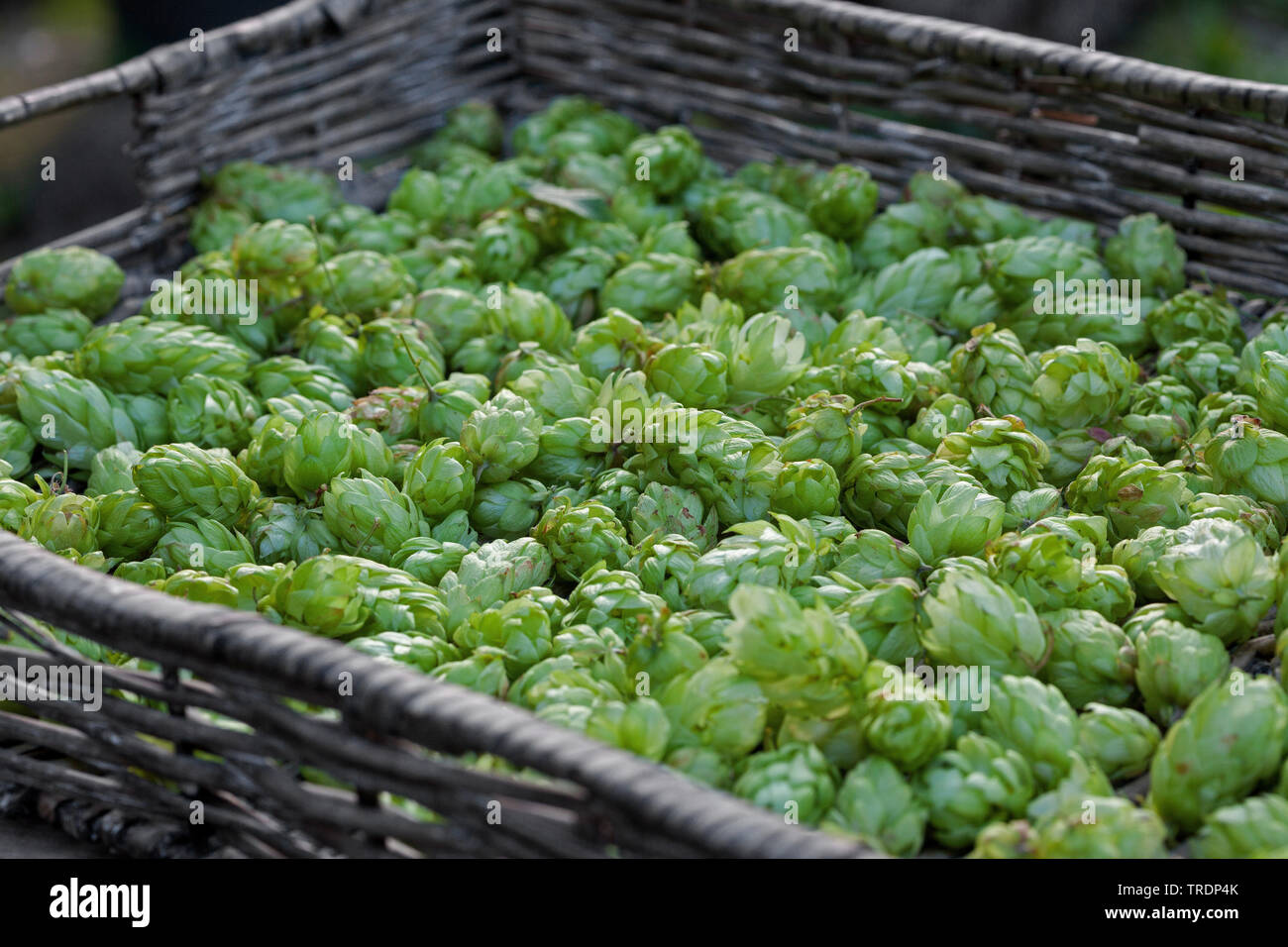 Hopfenzapfen Stock Photos & Hopfenzapfen Stock Images - Alamy