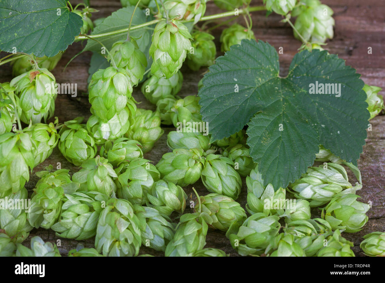 common hop (Humulus lupulus), collected hop fruits are dreid, Germany ...
