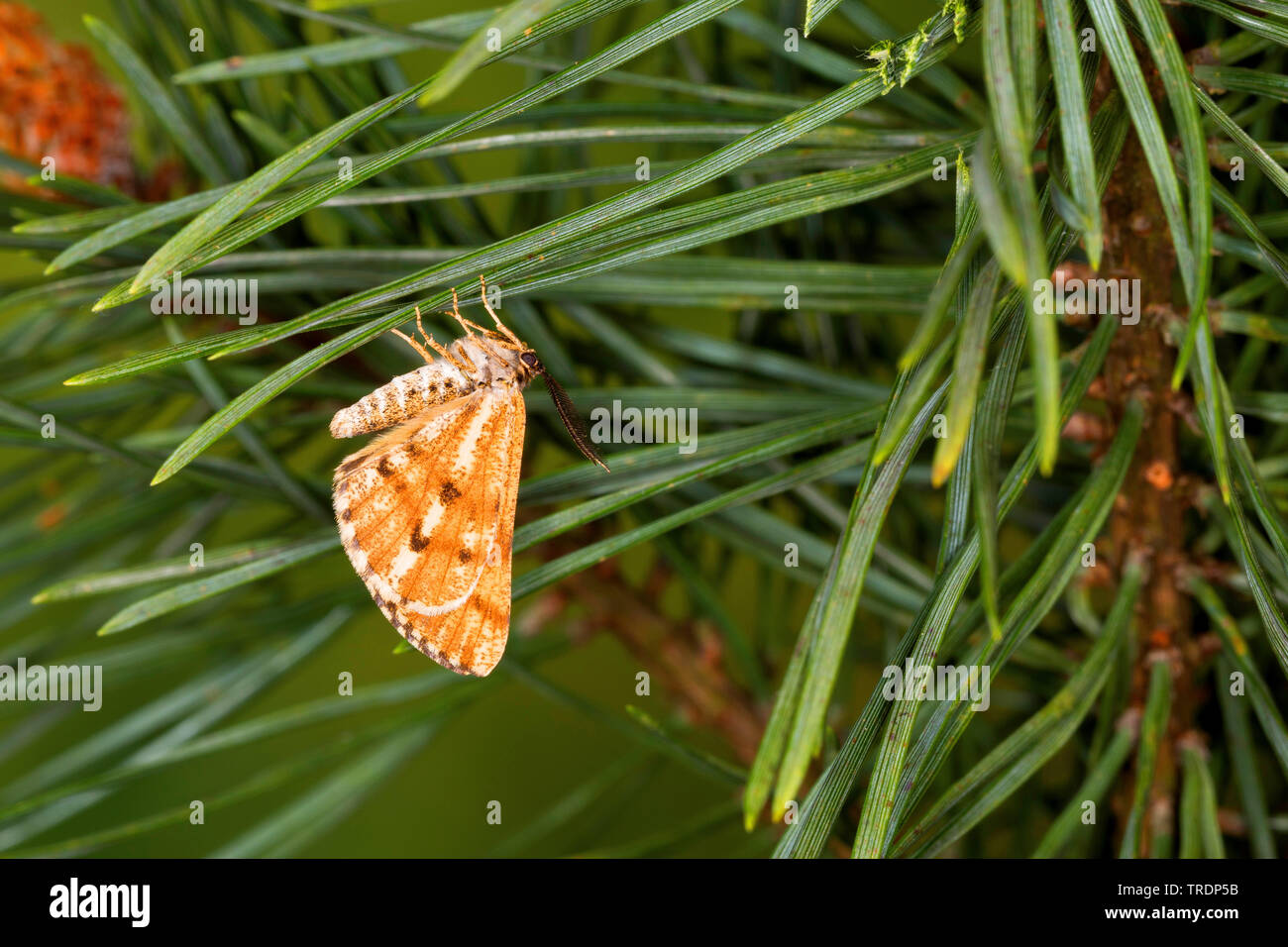 Bupalus piniarius hi-res stock photography and images - Alamy