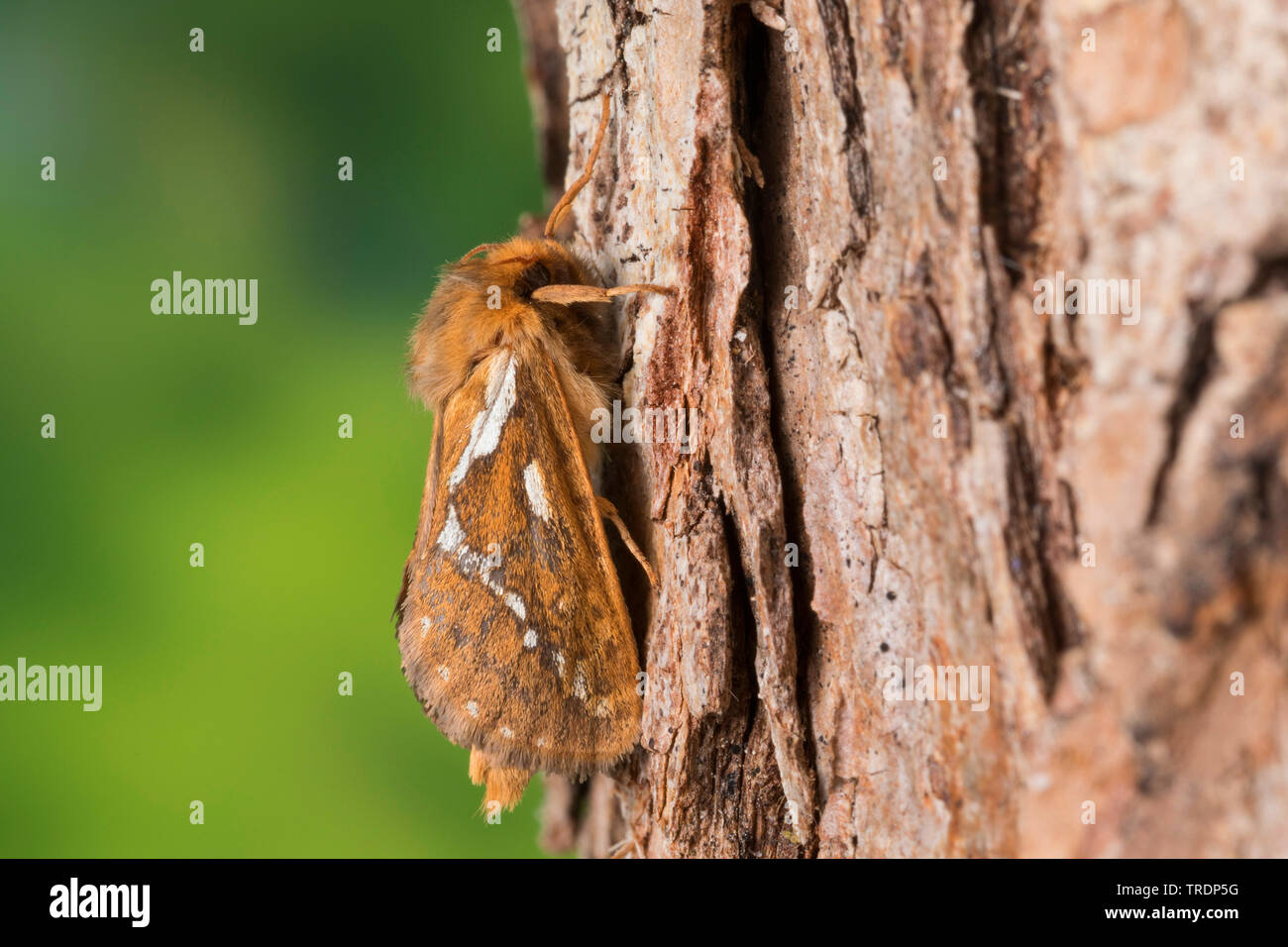 Ghost moth hi-res stock photography and images - Alamy