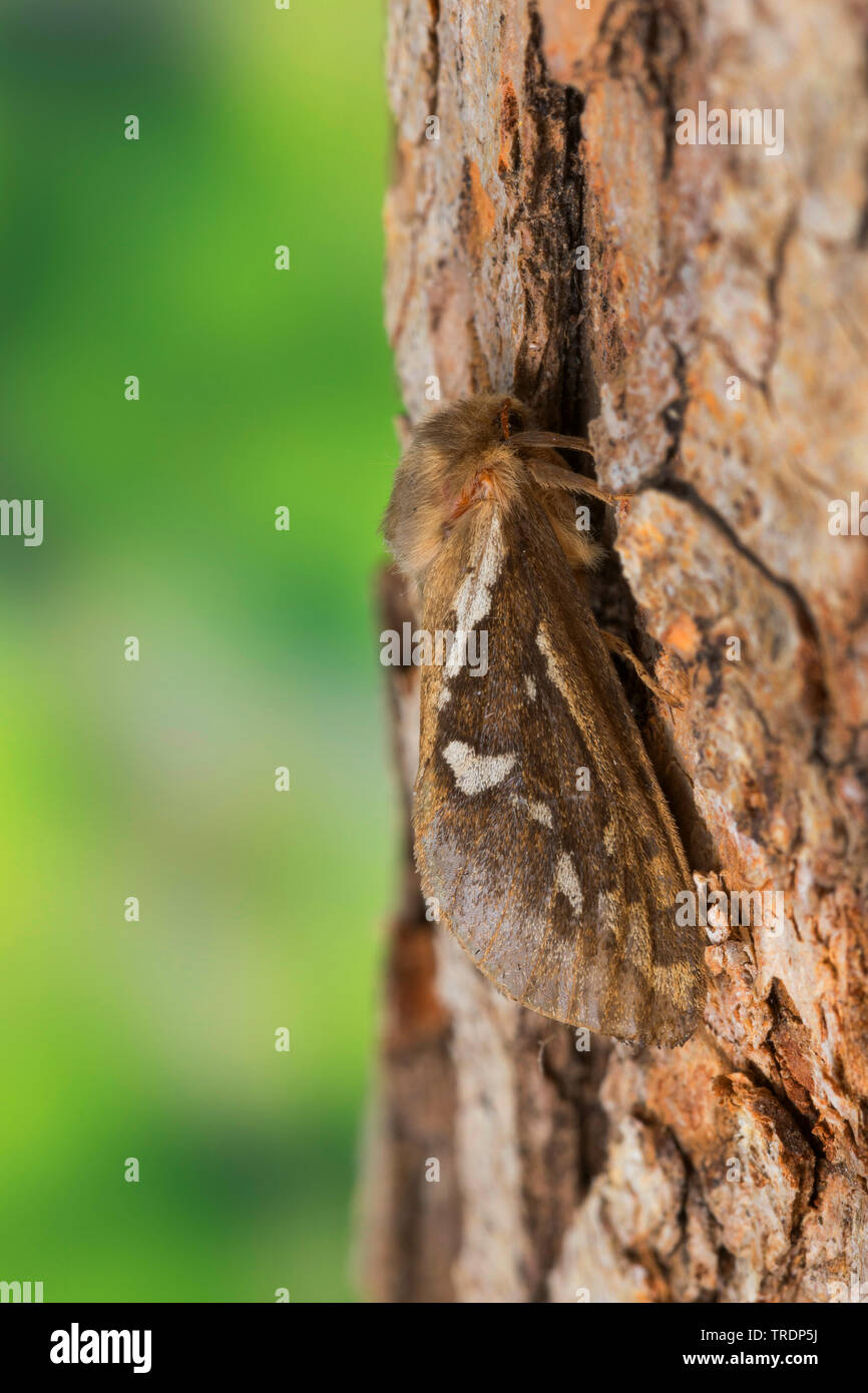 Ghost moth hi-res stock photography and images - Alamy