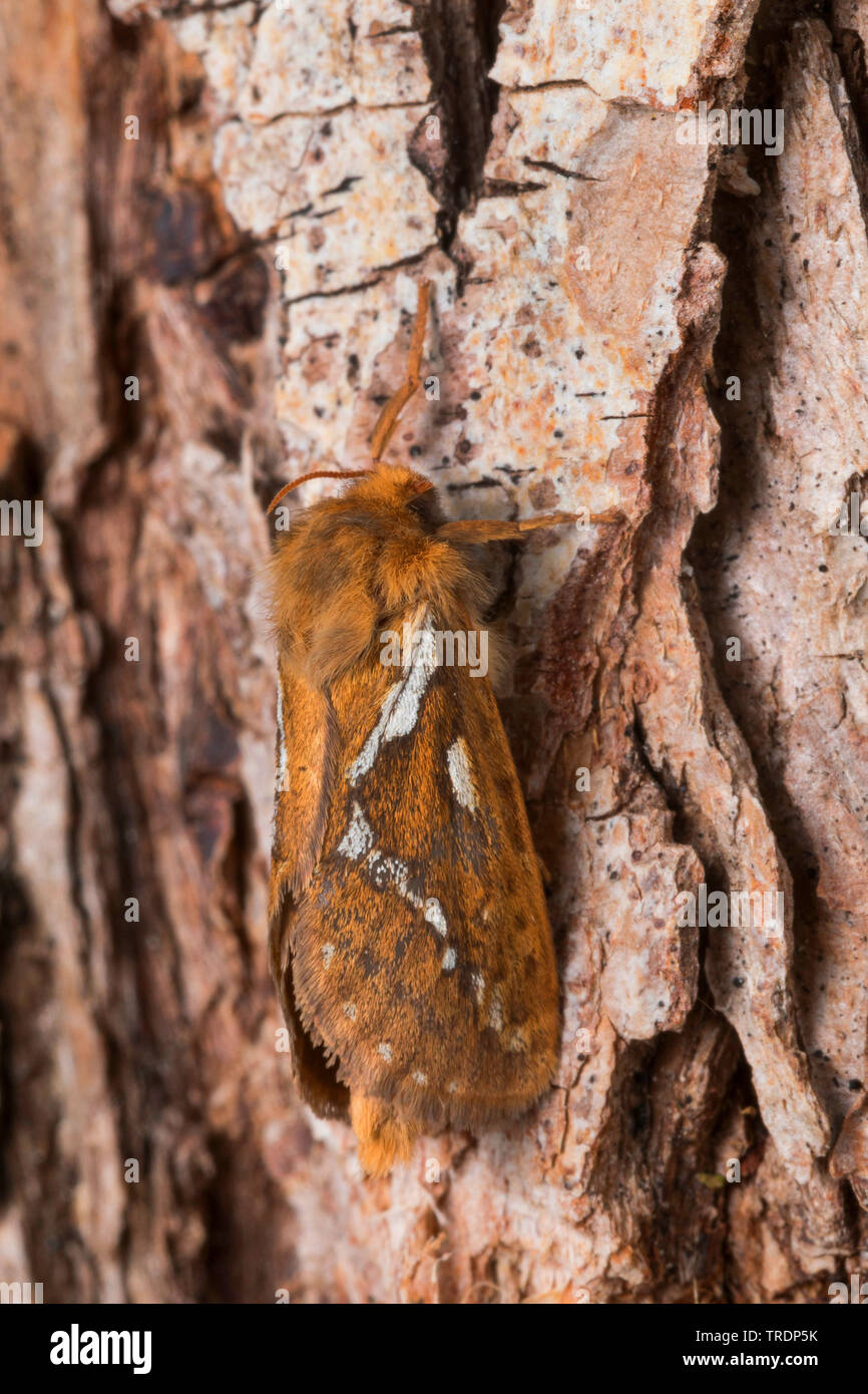 Ghost moth hi-res stock photography and images - Alamy