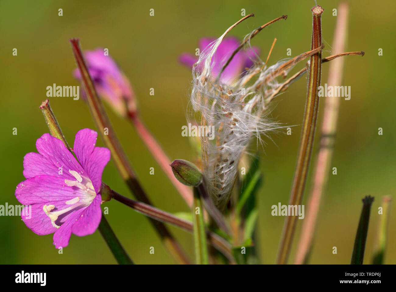 willow-herb, willow-weed (Epilobium spec.), with flower and fruit ...