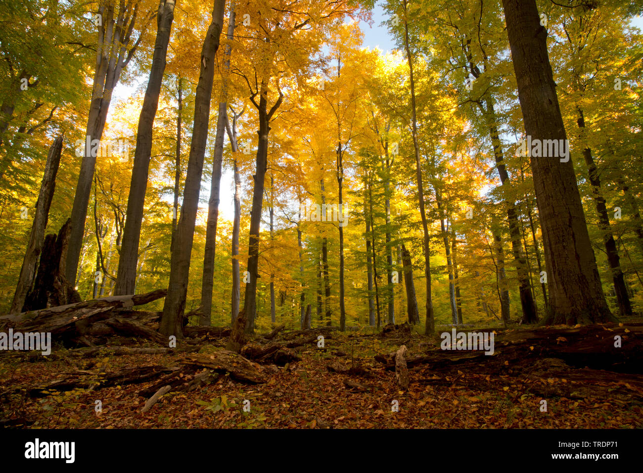 Hungarian colours hi-res stock photography and images - Alamy