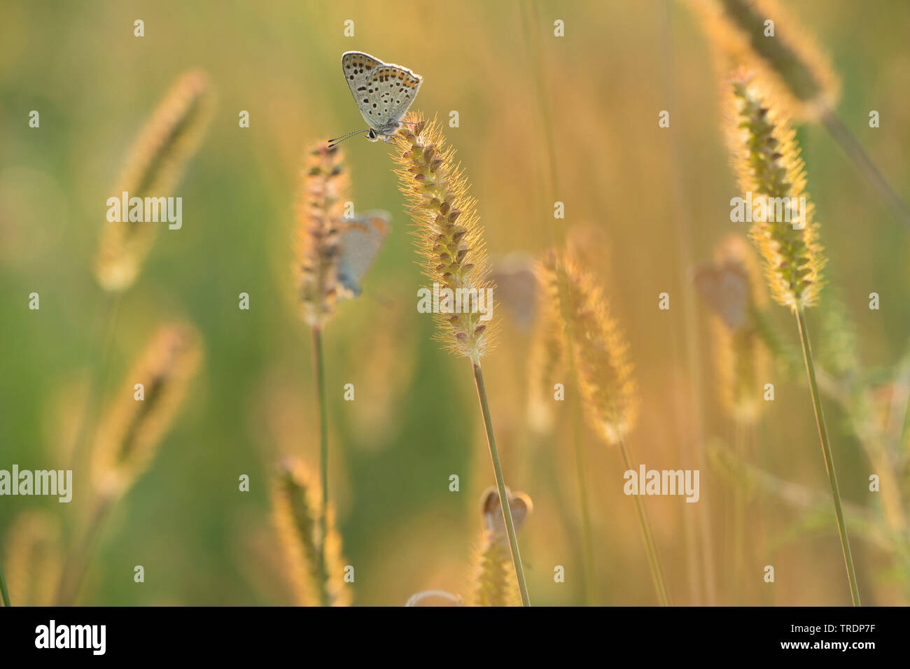 Sooty copper on grass hi-res stock photography and images - Alamy