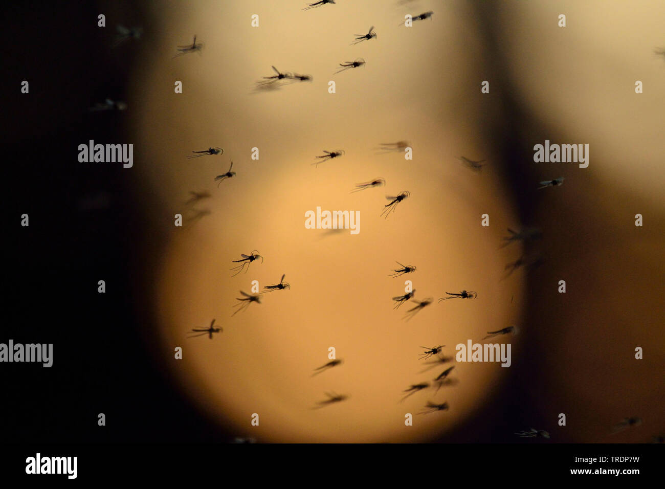 nonbiting midges and gnats (Chironomidae), A swarm of Chironomids ...