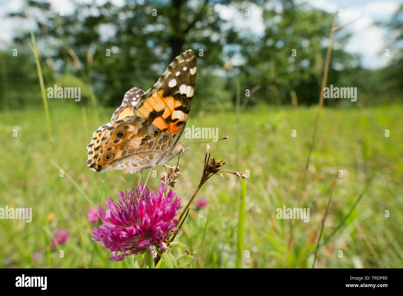 Painted lady (Cynthia cardui, Vanessa cardui, Pyrameis cardui), sitting ...